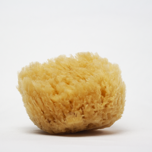 Eponge naturelle de mer 12cm