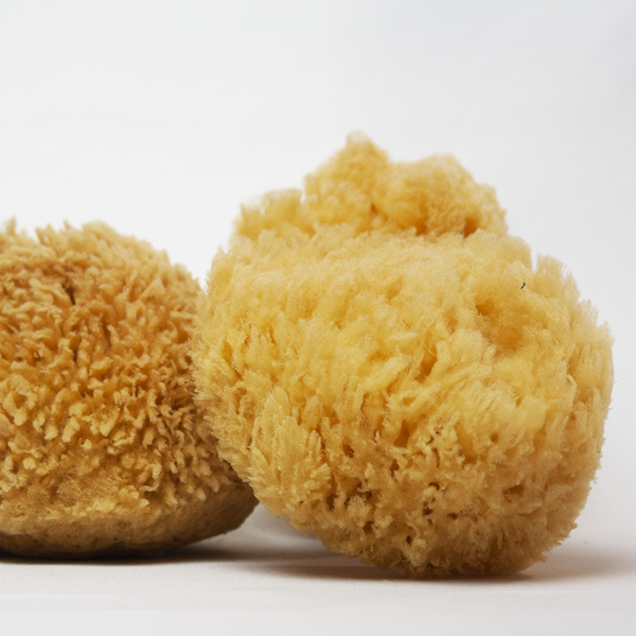 Eponge naturelle de mer 12cm