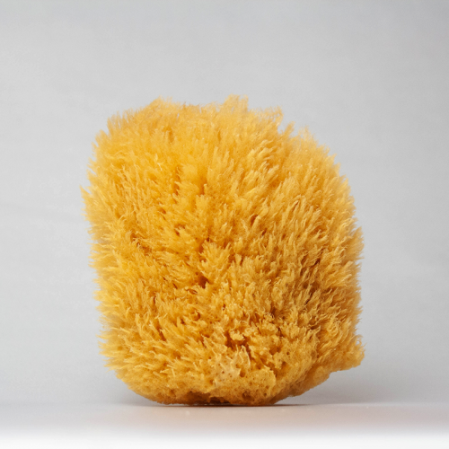 Eponge naturelle de mer 12cm